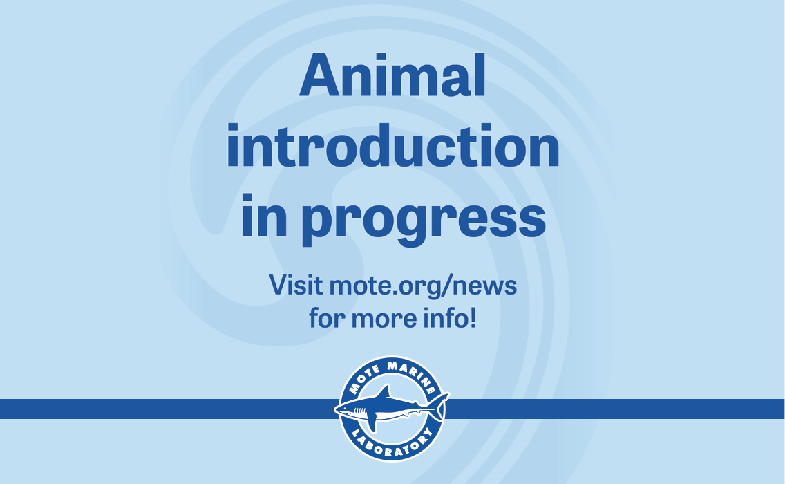 Mote begins introduction of rescued manatee and resident manatee named ...