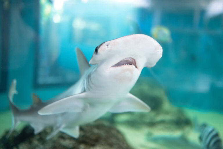 Bonnethead shark | Mote Marine Laboratory & Aquarium
