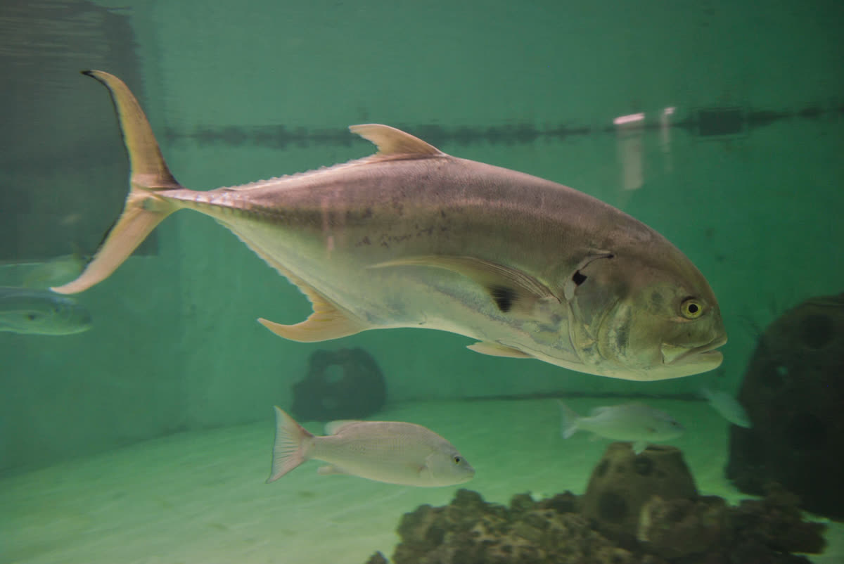 Crevalle jack | Mote Marine Laboratory & Aquarium