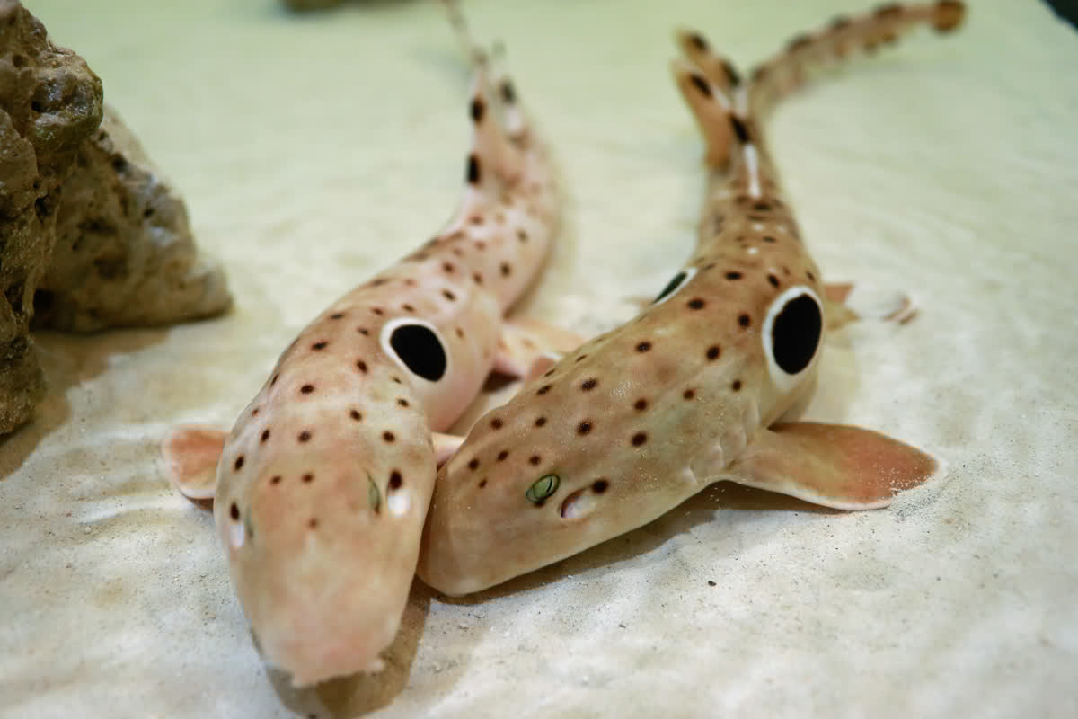 Epaulette shark | Mote Marine Laboratory & Aquarium