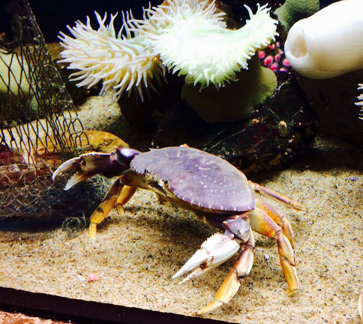 Dungeness crab | Mote Marine Laboratory & Aquarium