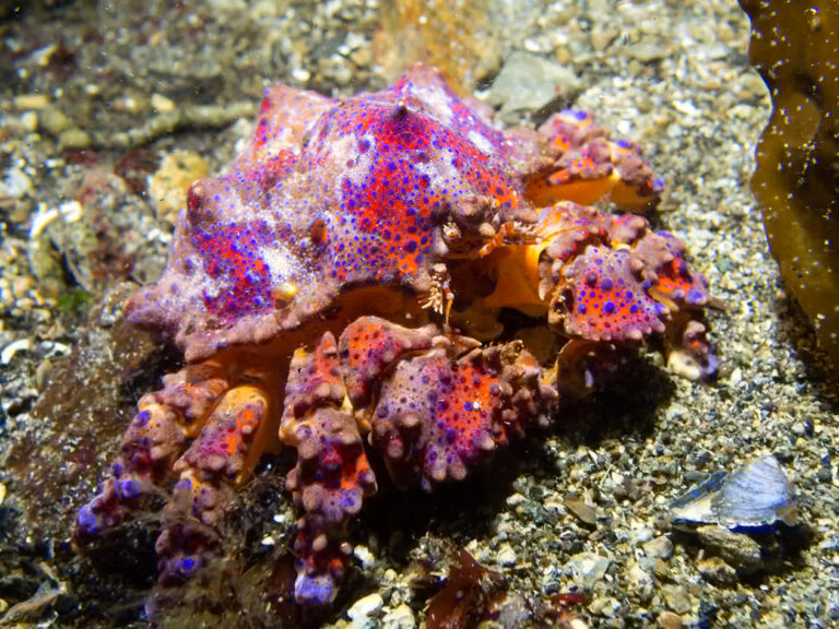 Puget Sound king crab | Mote Marine Laboratory & Aquarium