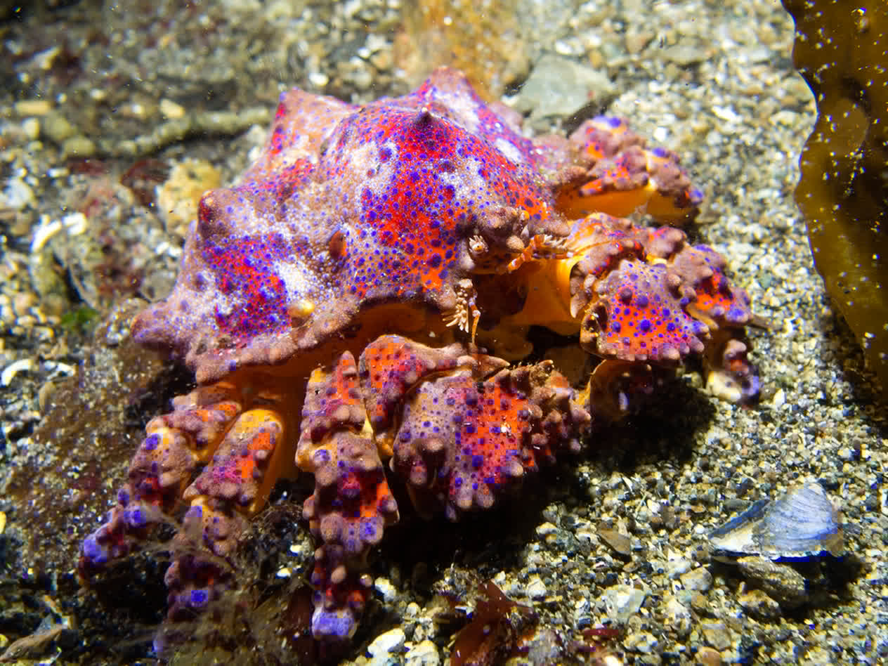 Puget Sound king crab | Mote Marine Laboratory & Aquarium