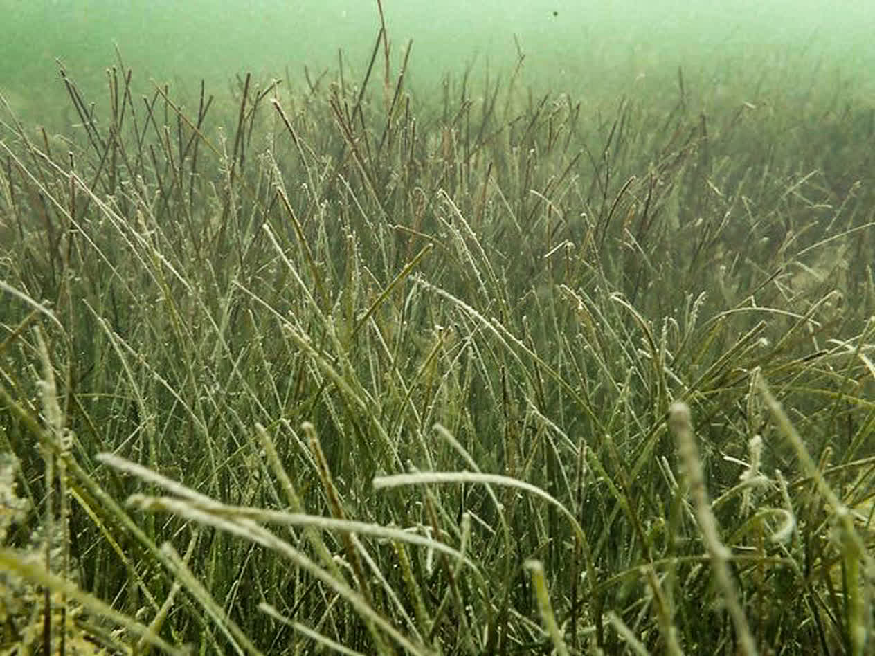 Shoal grass | Mote Marine Laboratory & Aquarium