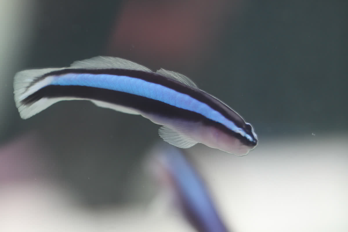 Neon goby | Mote Marine Laboratory & Aquarium