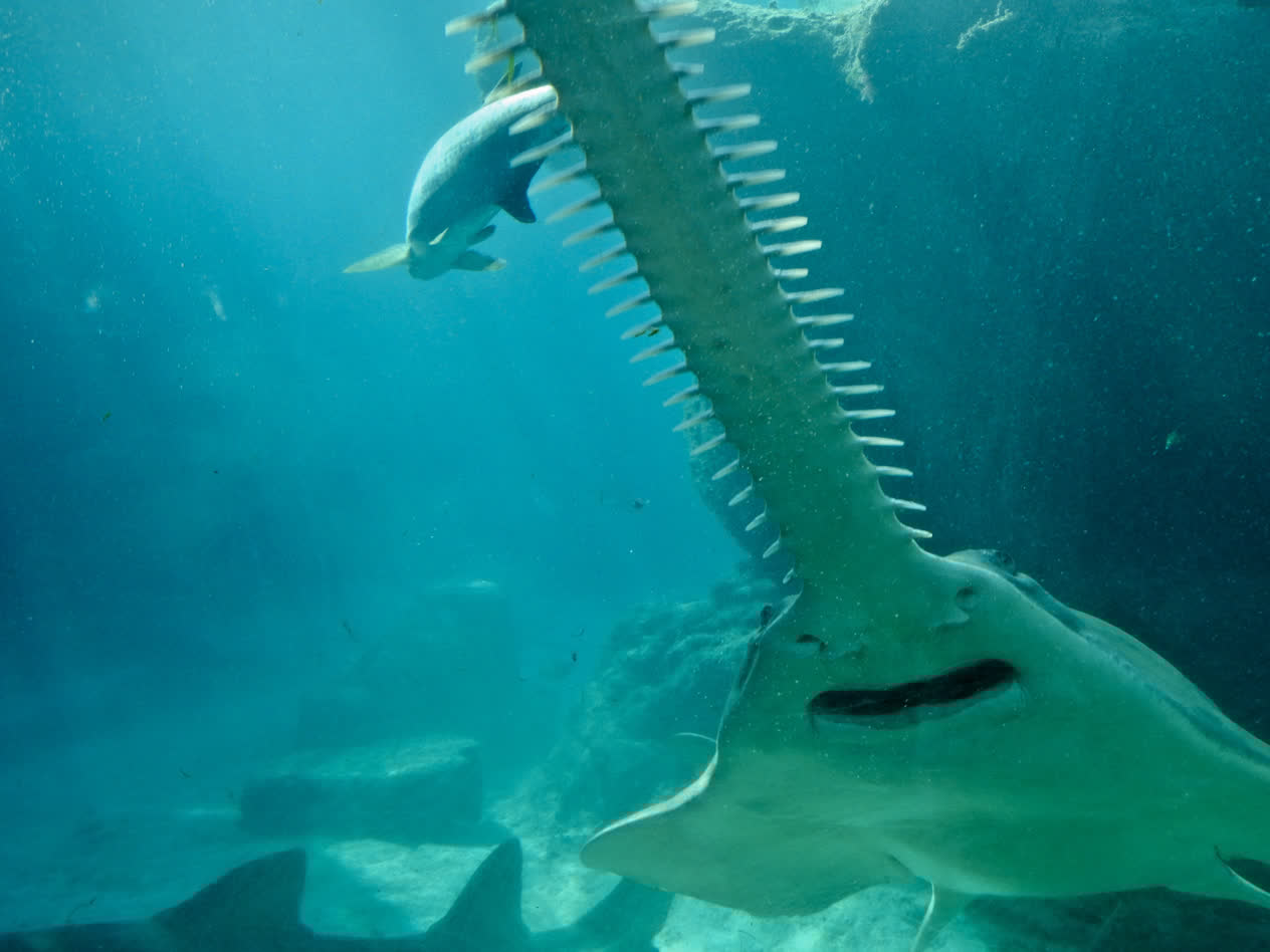 Smalltooth sawfish | Mote Marine Laboratory & Aquarium