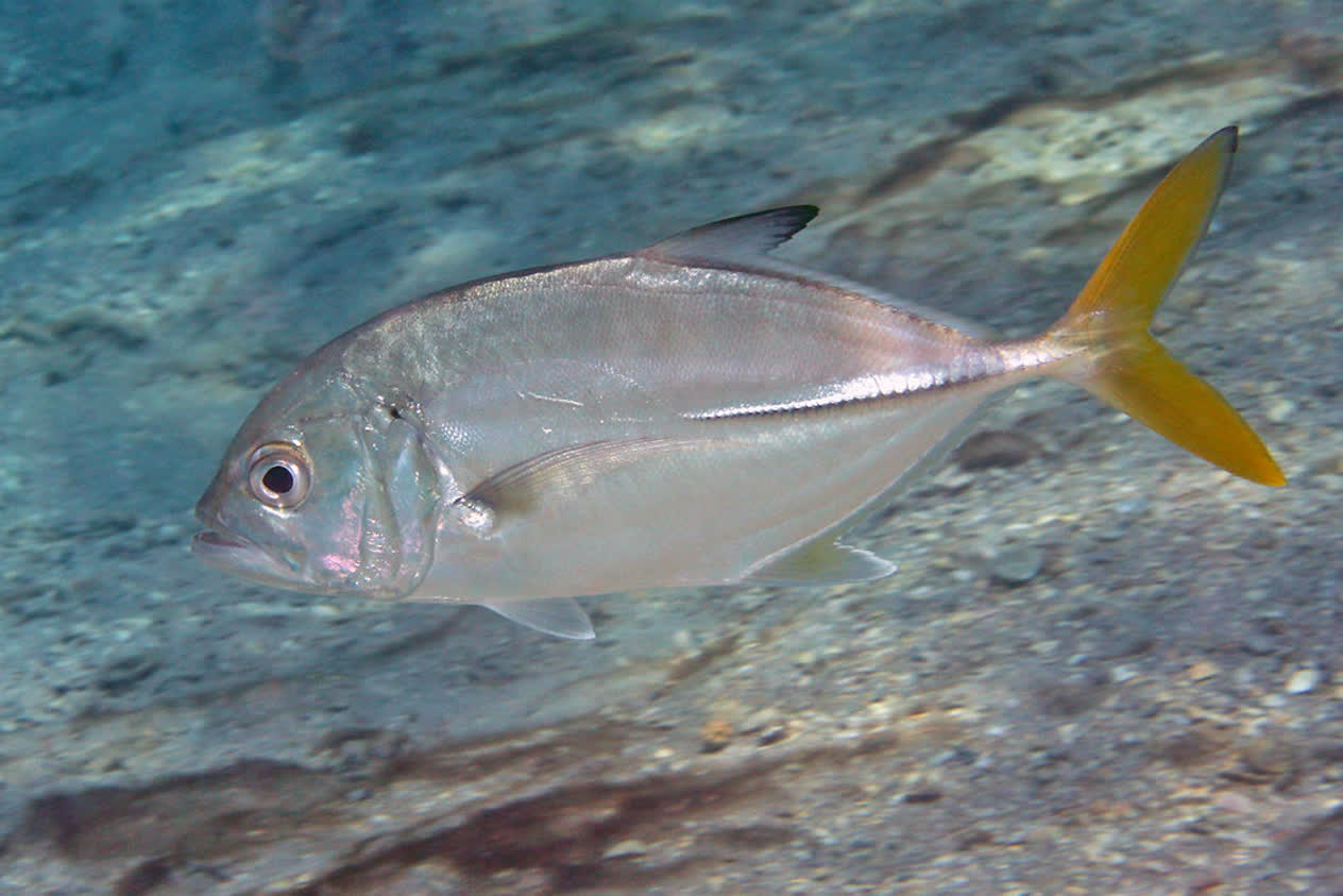 Horse eye jack | Mote Marine Laboratory & Aquarium