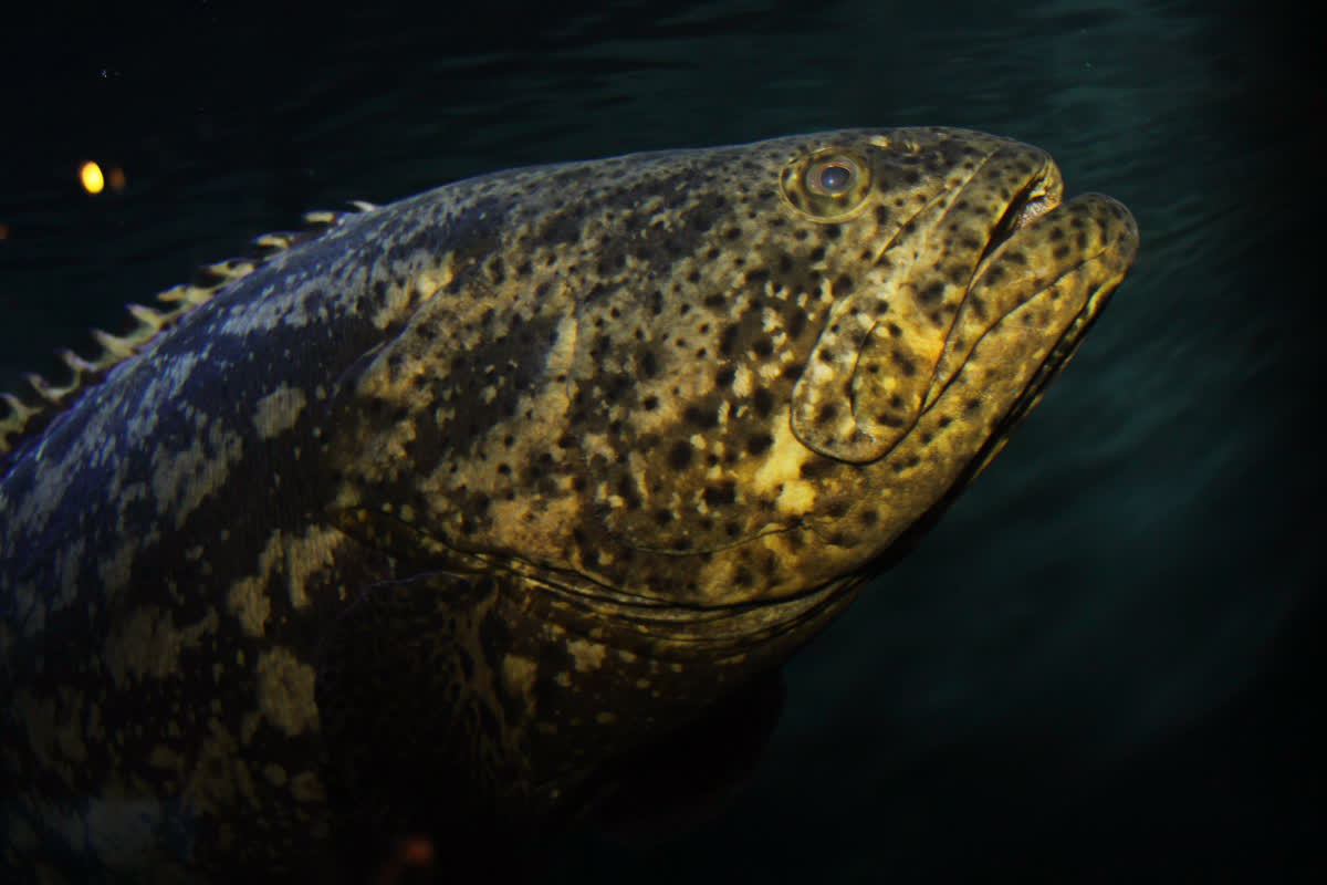 Goliath grouper | Mote Marine Laboratory & Aquarium