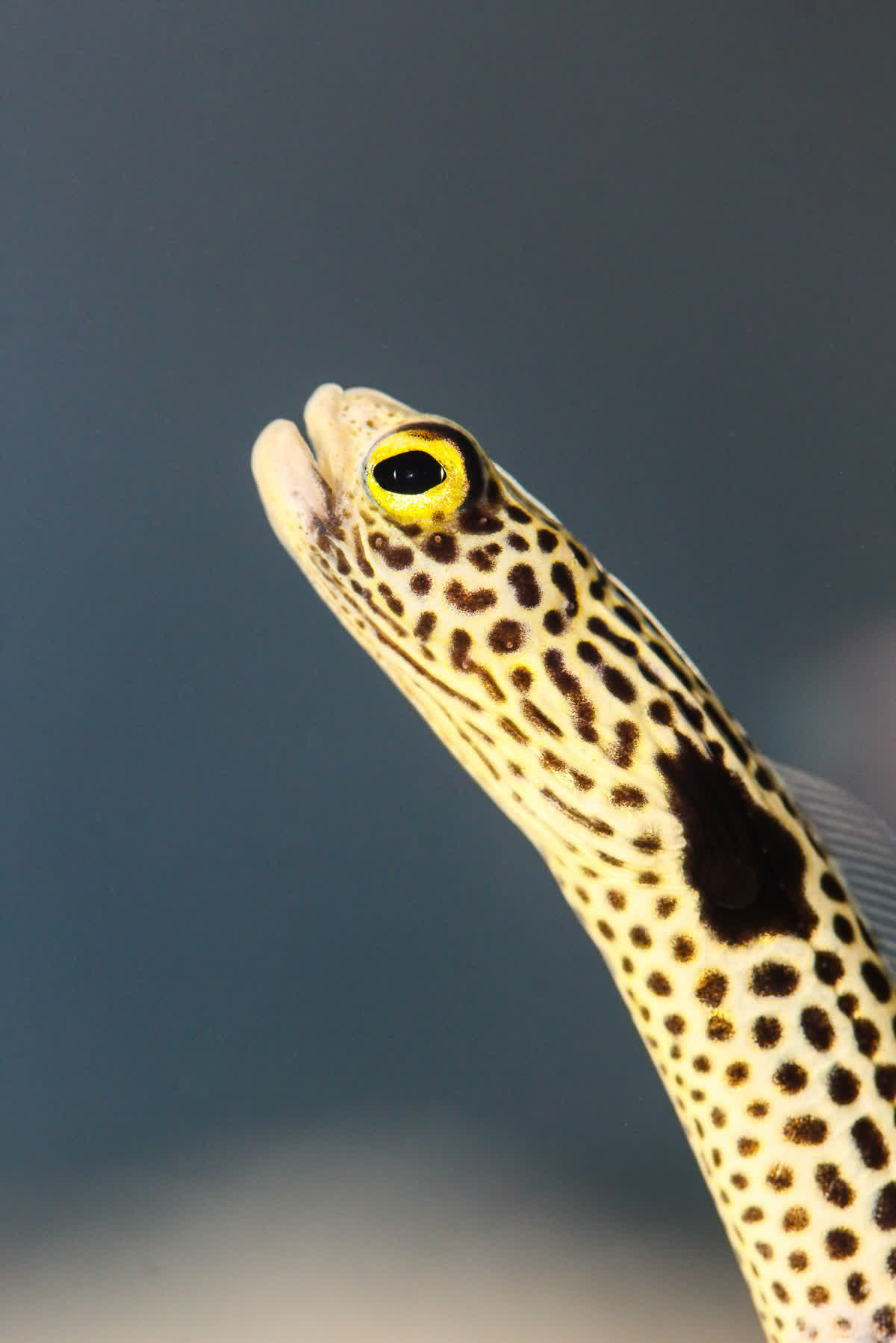 Spotted garden eel | Mote Marine Laboratory & Aquarium