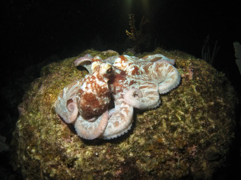 Caribbean reef octopus | Mote Marine Laboratory & Aquarium