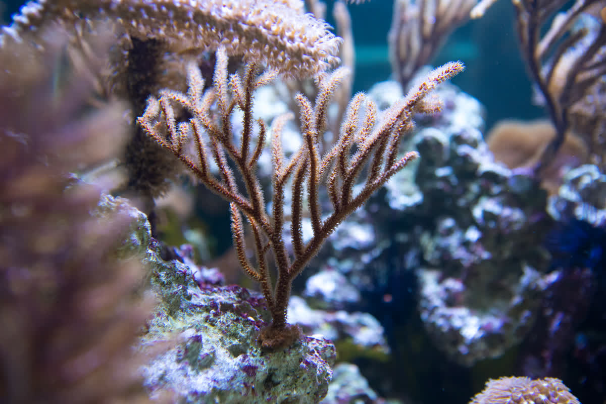 Tan bushy soft coral | Mote Marine Laboratory & Aquarium