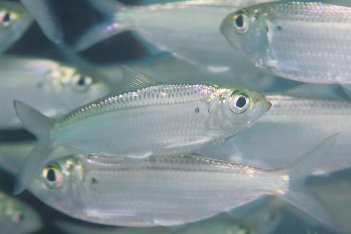 Scaled herring | Mote Marine Laboratory & Aquarium