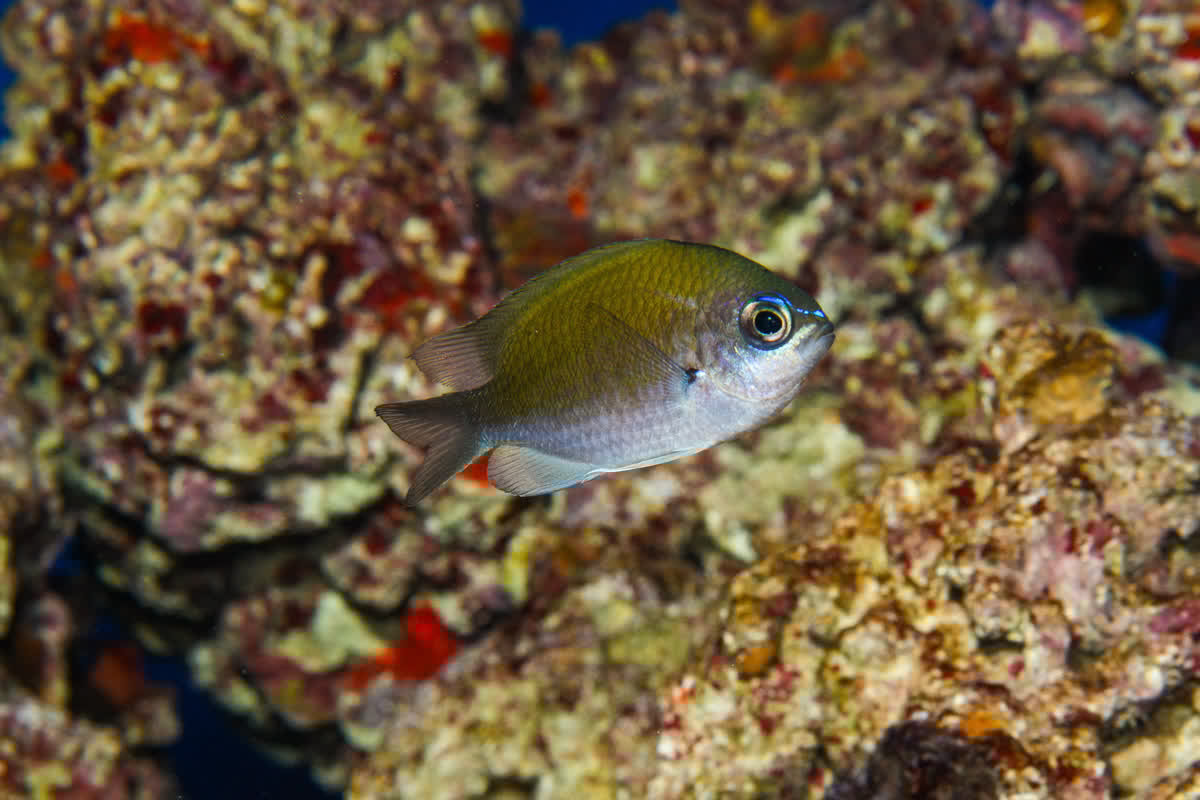 Sunshinefish | Mote Marine Laboratory & Aquarium