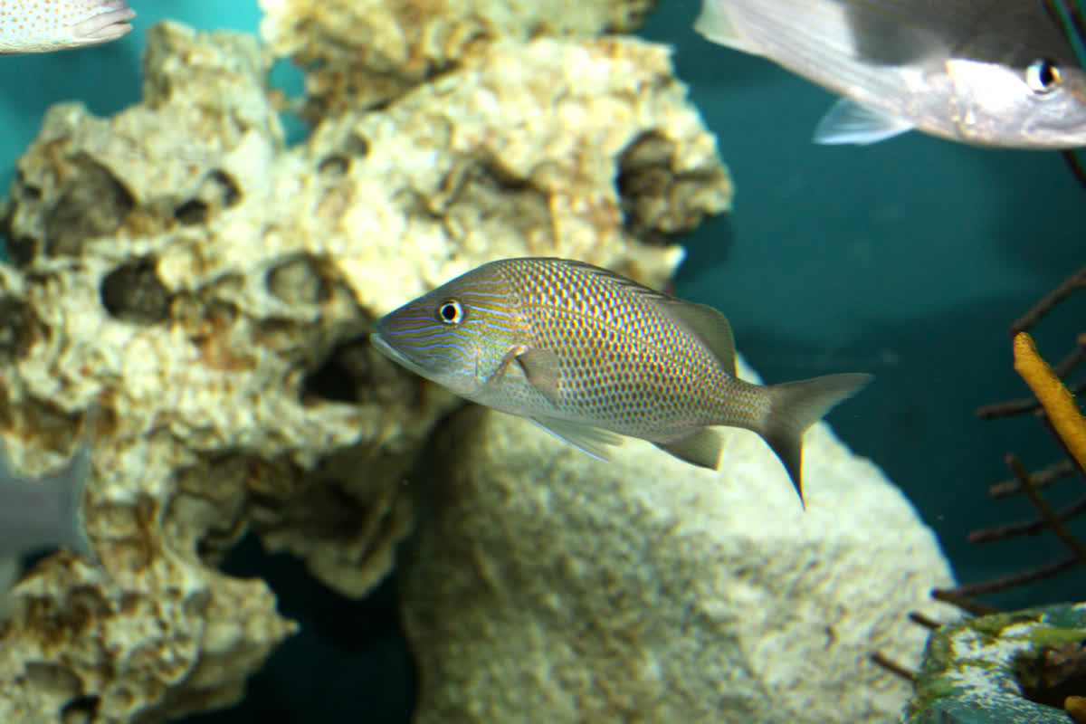White grunt | Mote Marine Laboratory & Aquarium