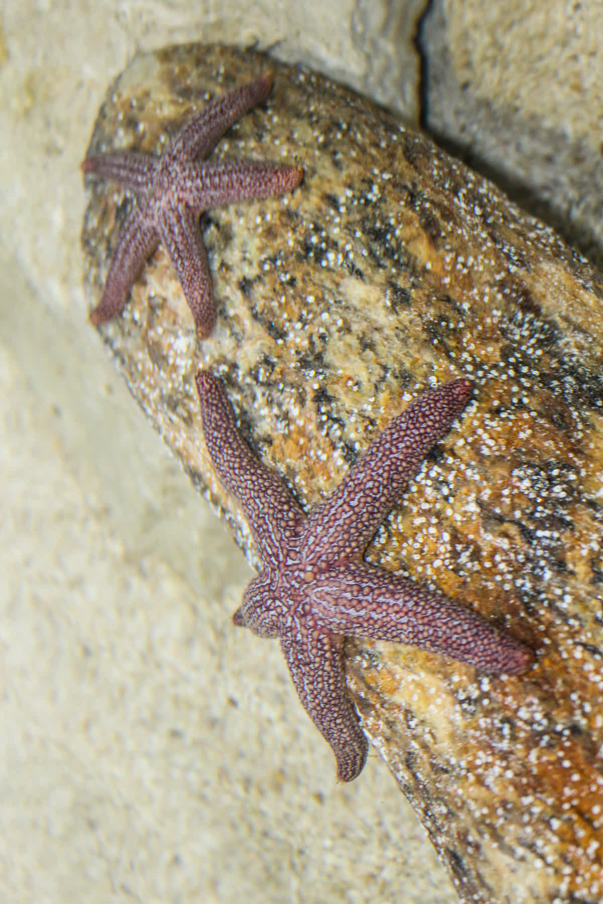Species Archive | Mote Marine Laboratory & Aquarium