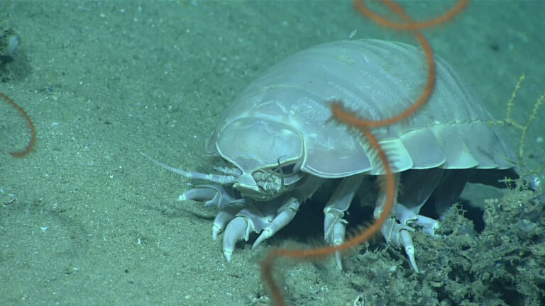 Deep sea isopod | Mote Marine Laboratory & Aquarium