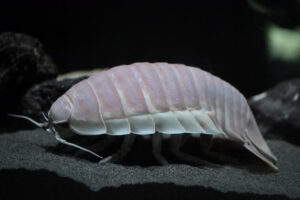 Deep sea isopod | Mote Marine Laboratory & Aquarium