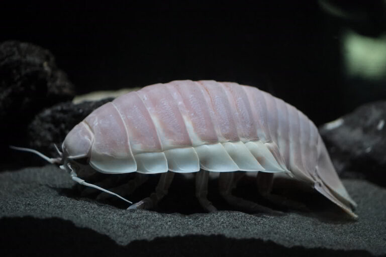 Deep sea isopod | Mote Marine Laboratory & Aquarium