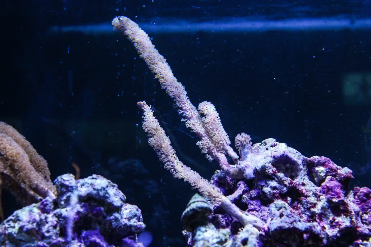 Finger coral | Mote Marine Laboratory & Aquarium