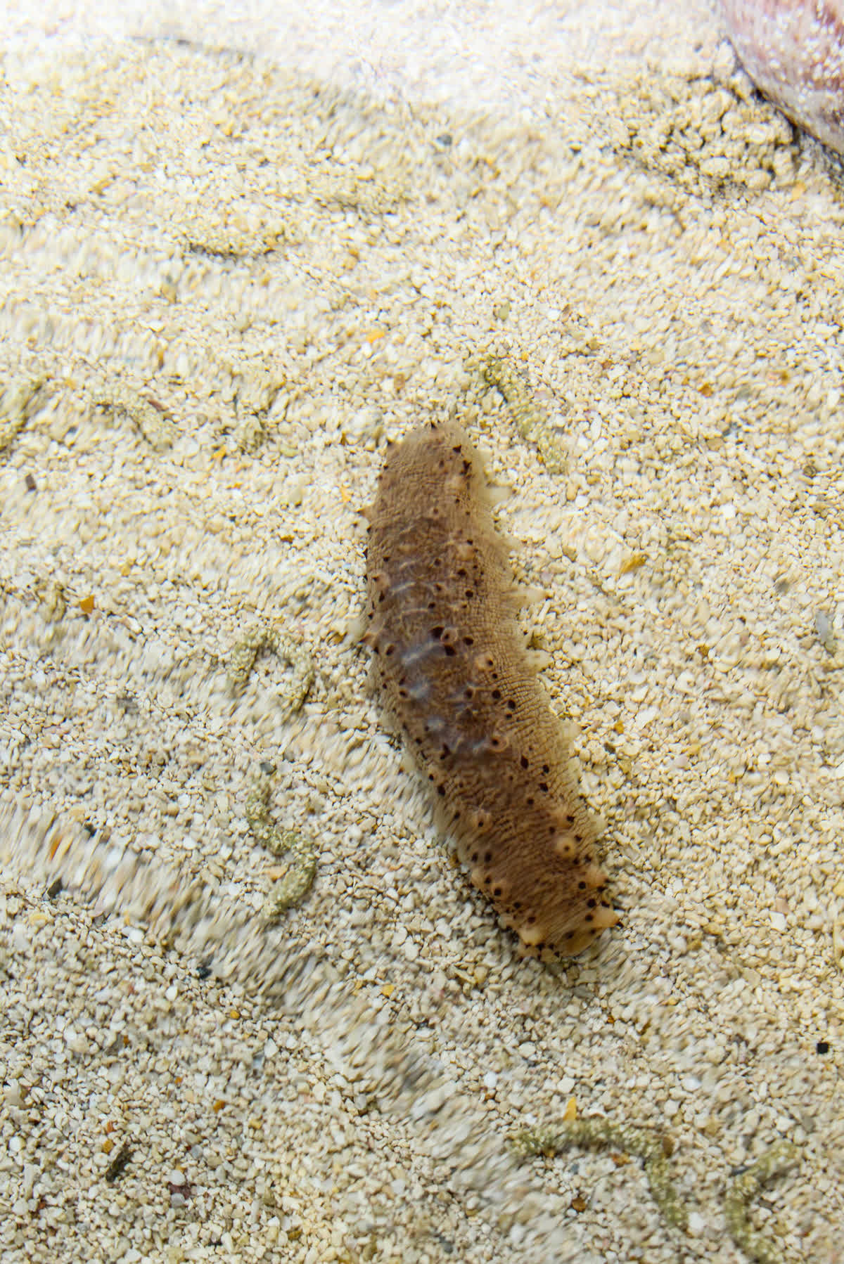 Three-rowed sea cucumber | Mote Marine Laboratory & Aquarium
