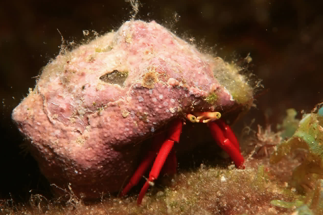 Red reef crab | Mote Marine Laboratory & Aquarium