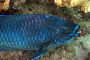 Midnight parrotfish | Mote Marine Laboratory & Aquarium