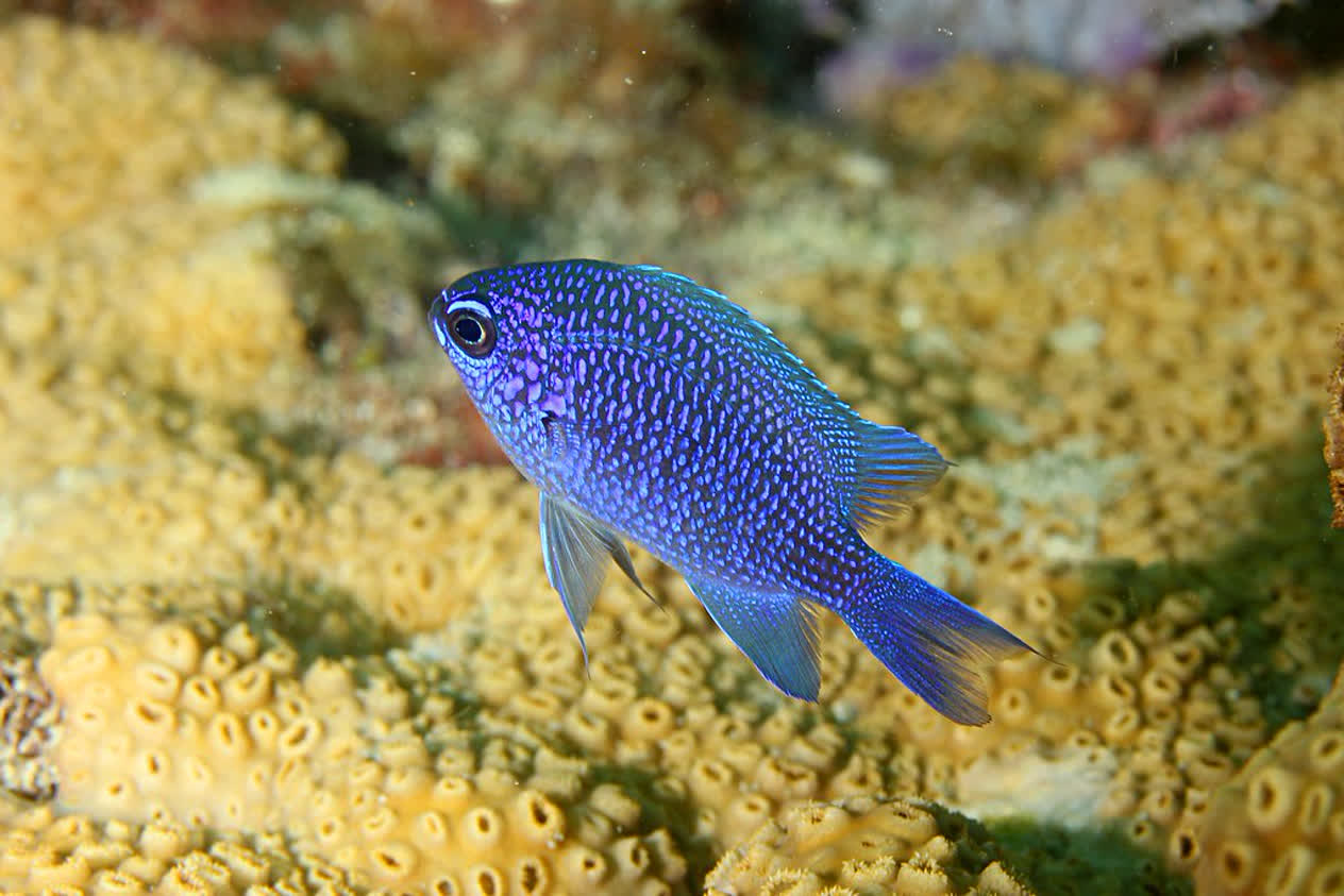 Purple Marine Fish