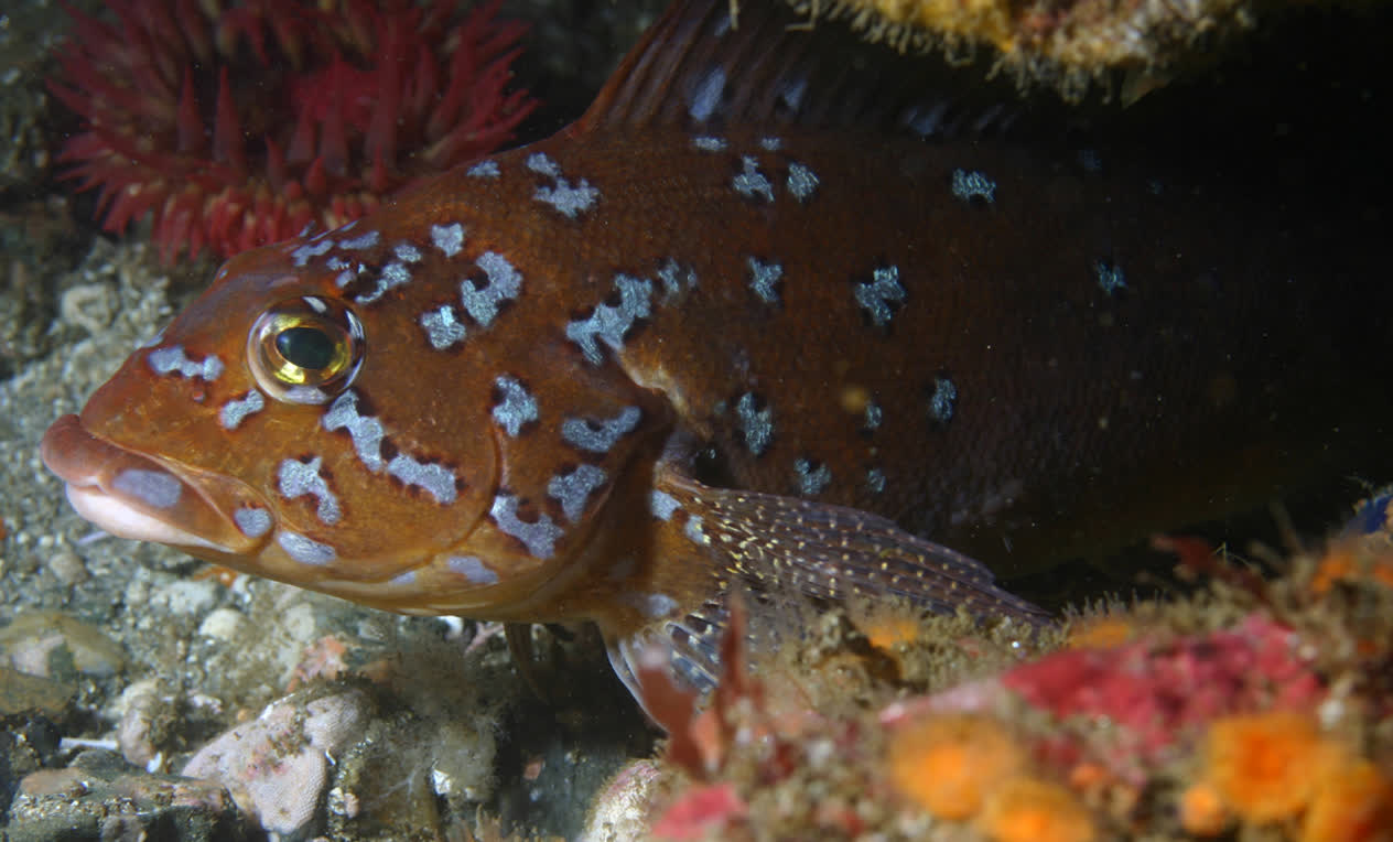 Kelp greenling | Mote Marine Laboratory & Aquarium