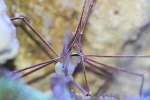 Arrow crab | Mote Marine Laboratory & Aquarium
