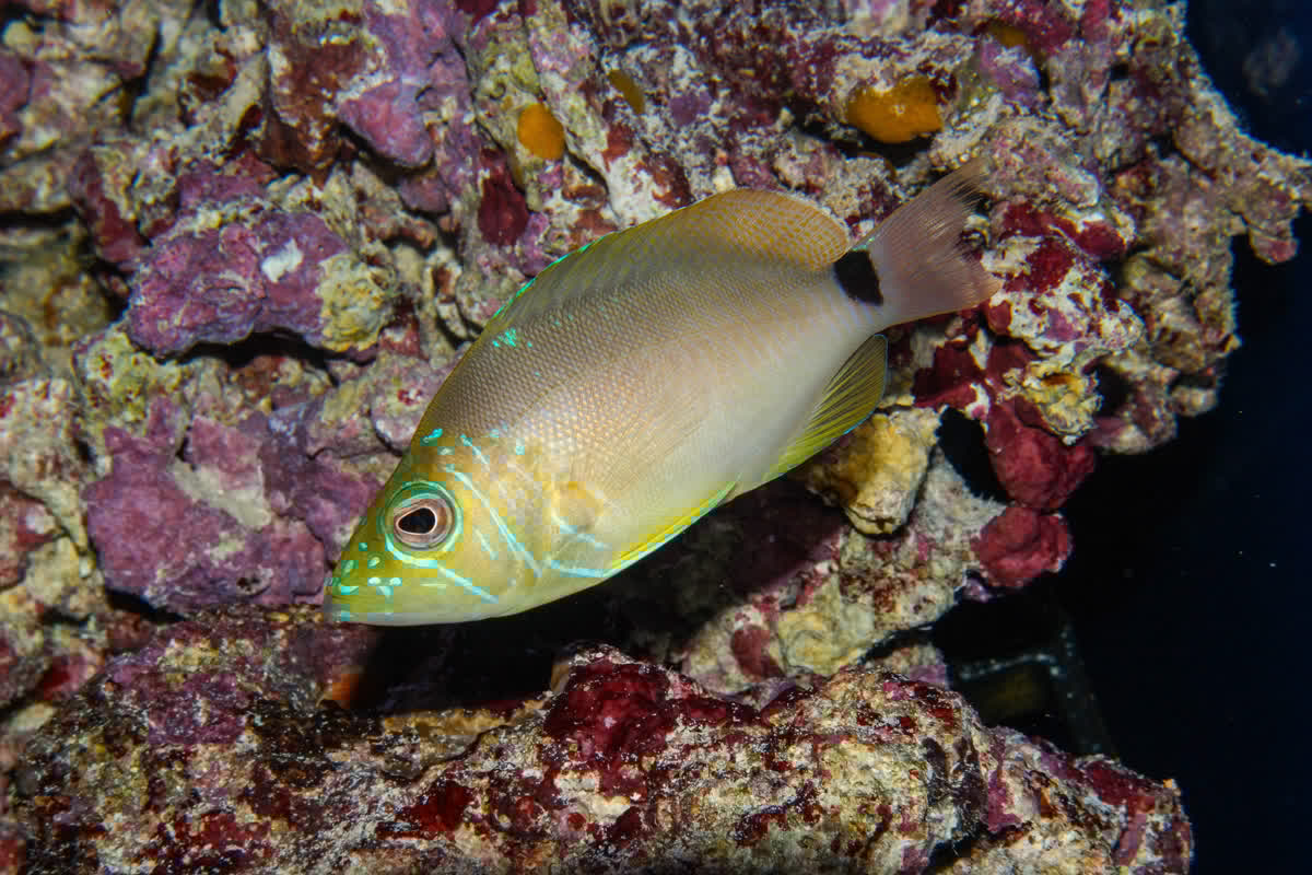 Species Archive | Page 2 of 8 | Mote Marine Laboratory & Aquarium