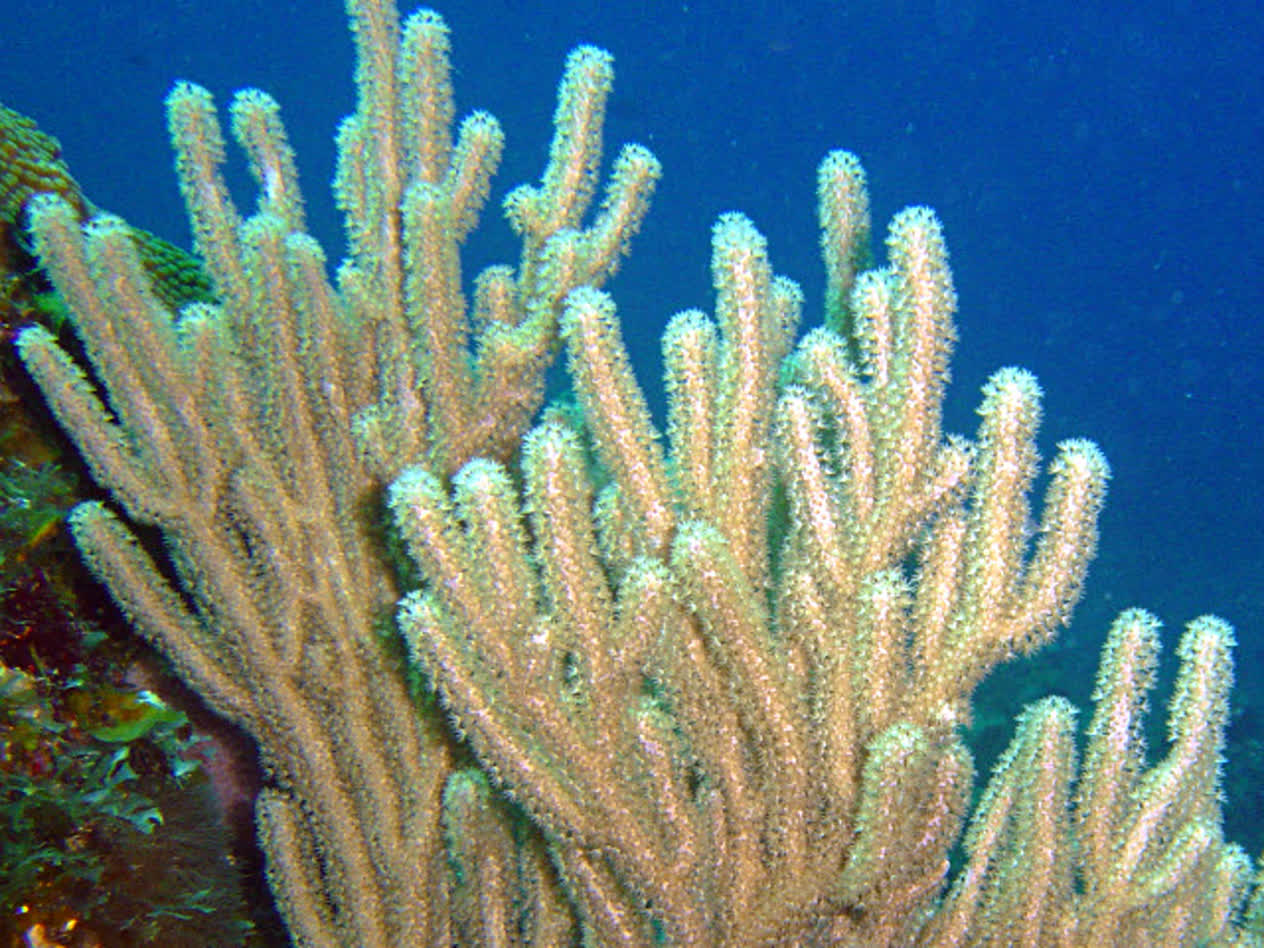 Orange spiny rod coral | Mote Marine Laboratory & Aquarium