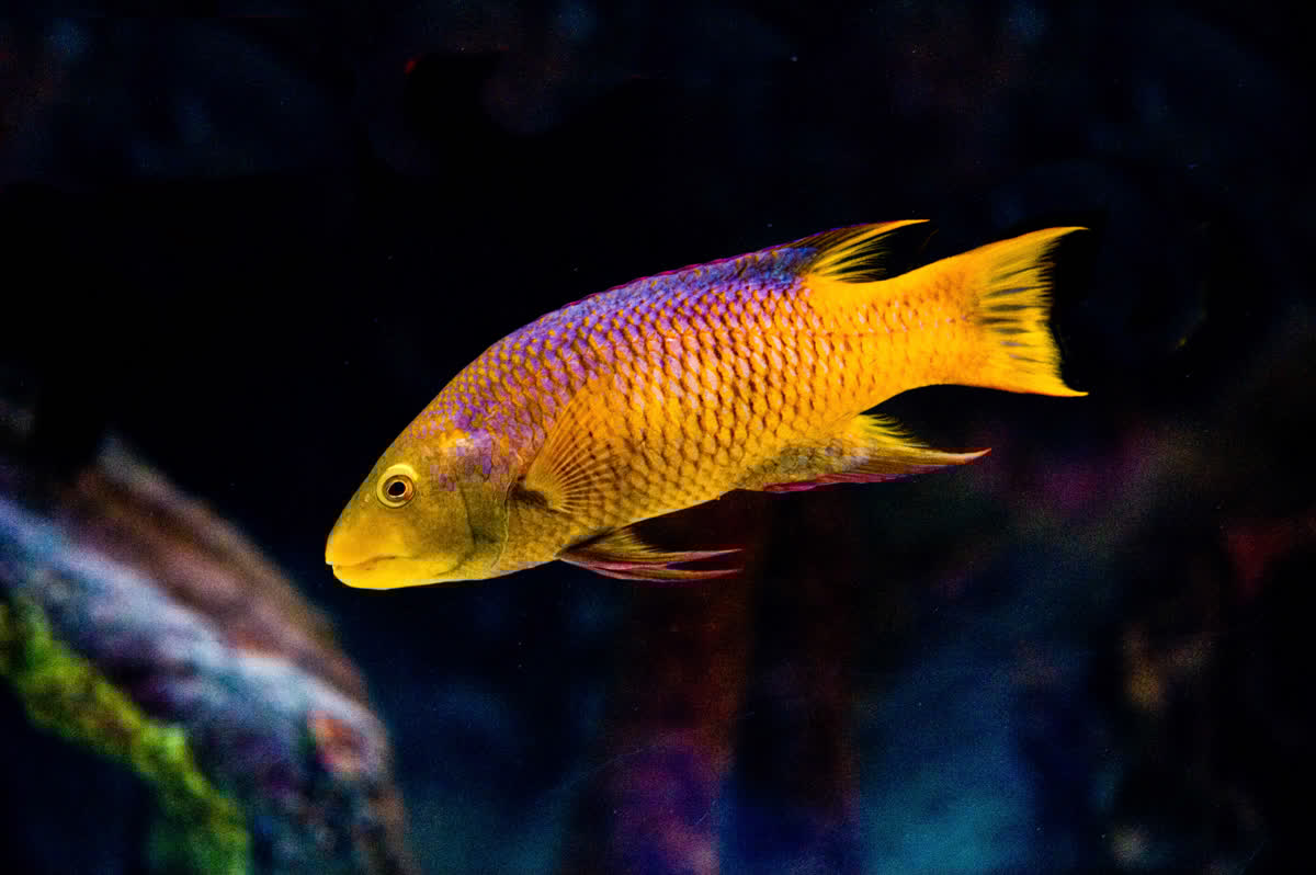 Spanish hogfish | Mote Marine Laboratory & Aquarium