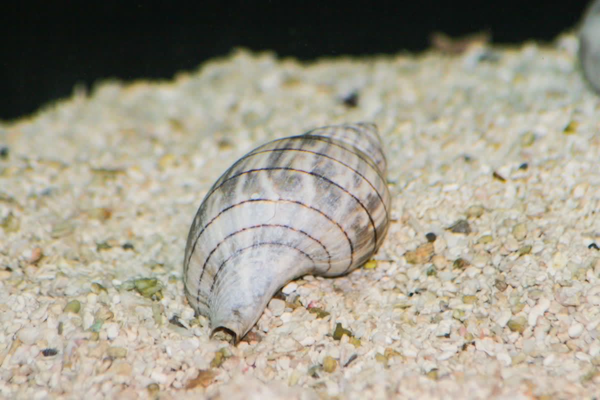 Species Archive | Mote Marine Laboratory & Aquarium