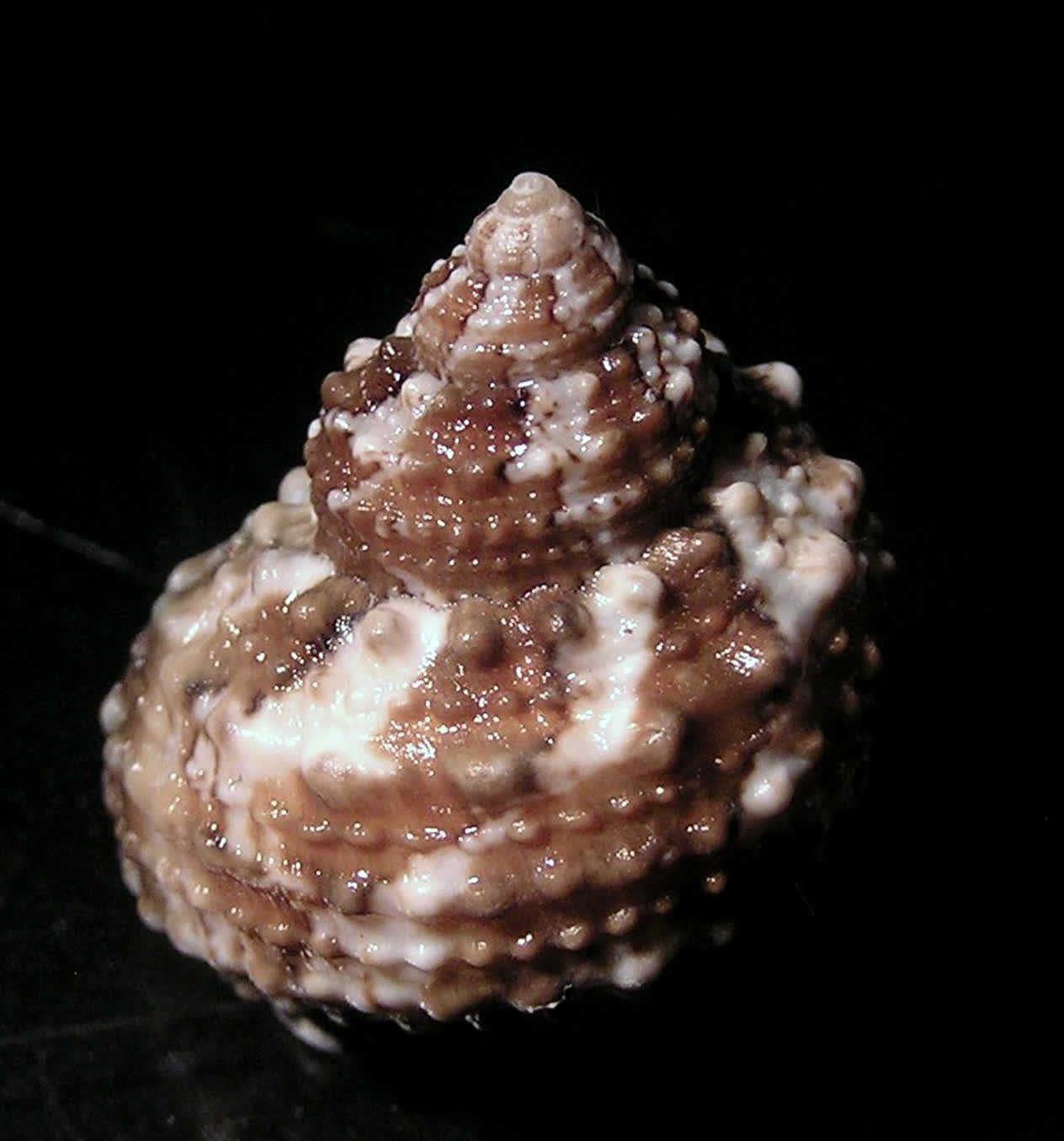 Turban snail | Mote Marine Laboratory & Aquarium