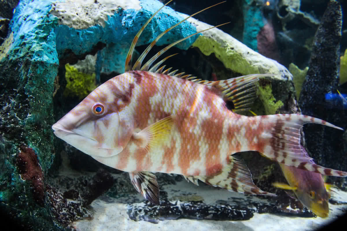 Rooster hogfish | Mote Marine Laboratory & Aquarium