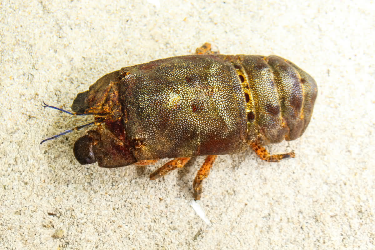 Spanish slipper lobster | Mote Marine Laboratory & Aquarium