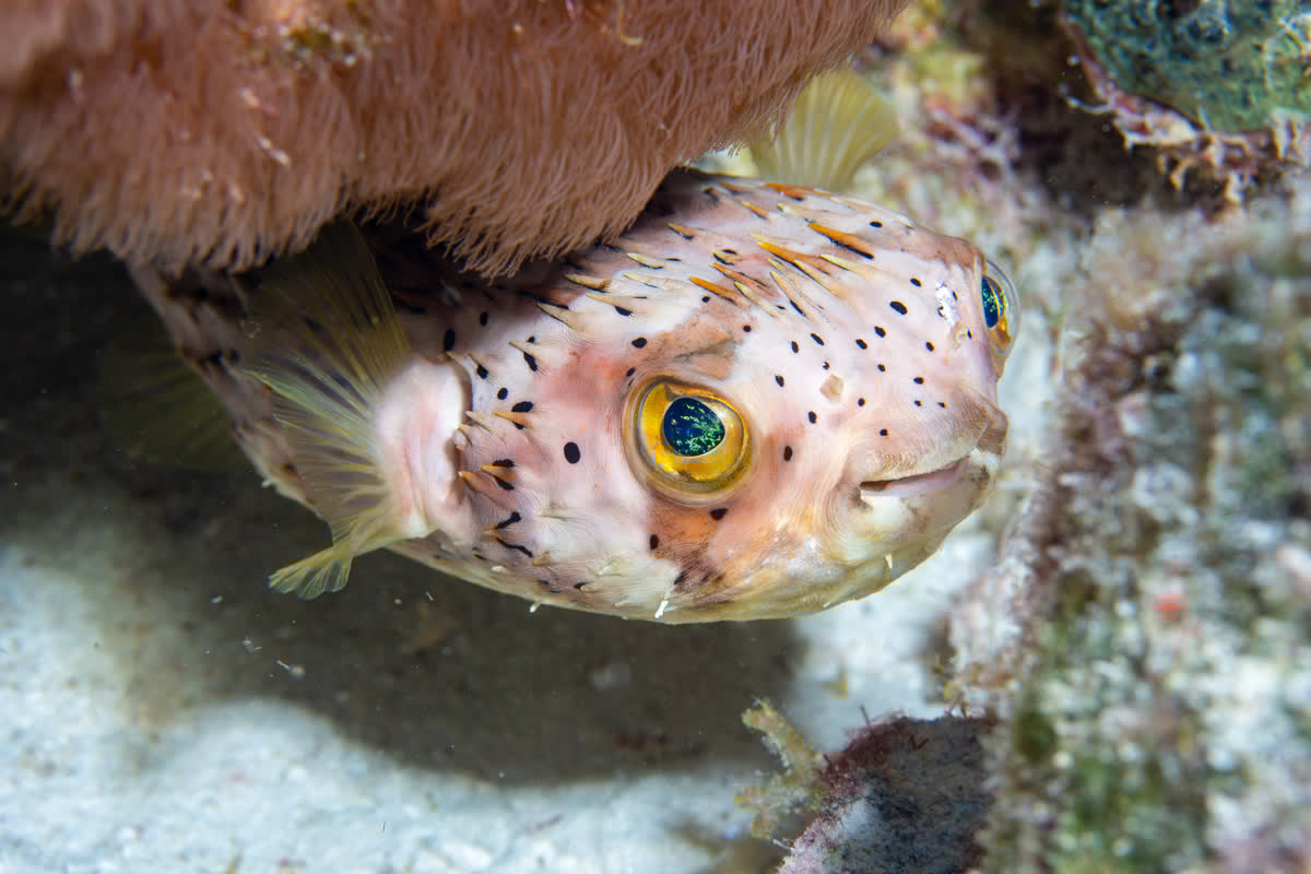 Long-spine porcupinefish | Mote Marine Laboratory & Aquarium