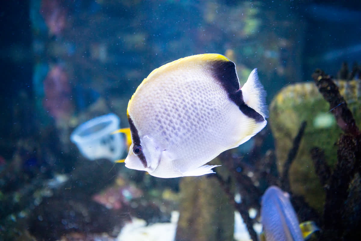 Reef butterflyfish | Mote Marine Laboratory & Aquarium
