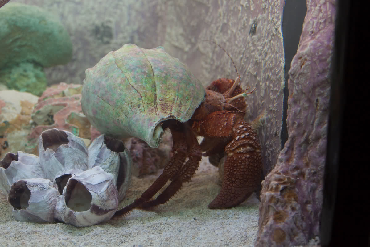 Giant hermit crab | Mote Marine Laboratory & Aquarium