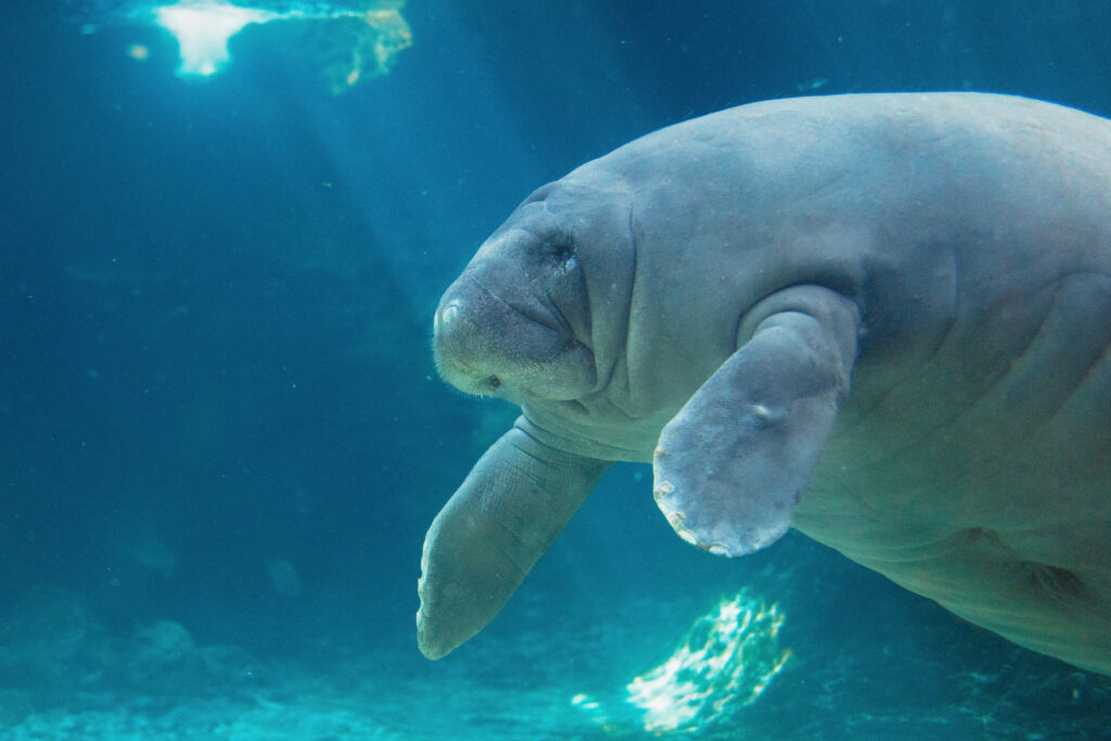 Mote Aquarium reopens post-hurricane closure, and welcomes new rescued manatee named Lou | Mote ...