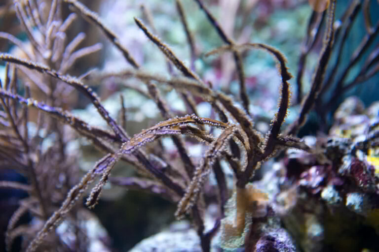 Species Archive | Mote Marine Laboratory & Aquarium