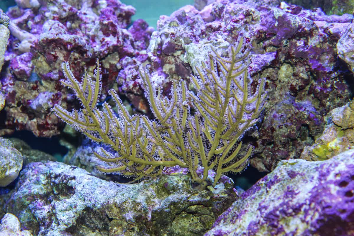 Yellow sea whip | Mote Marine Laboratory & Aquarium