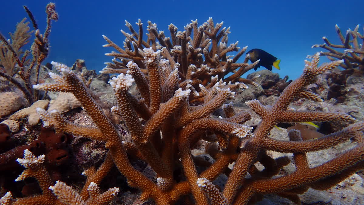 Staghorn coral | Mote Marine Laboratory & Aquarium