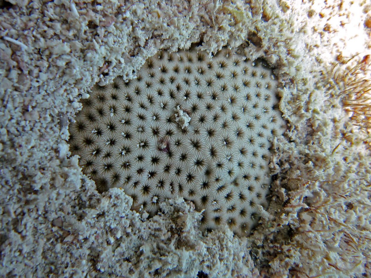 Lesser starlet coral | Mote Marine Laboratory & Aquarium
