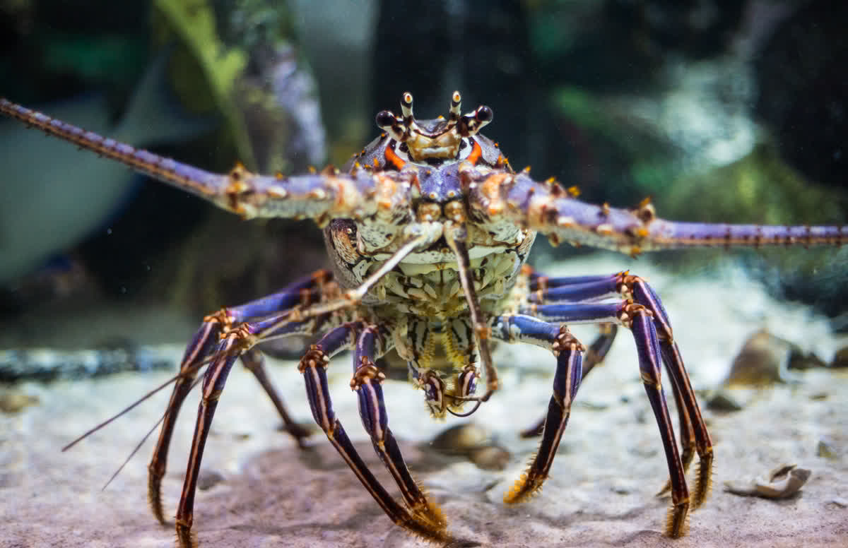 American spiny lobster | Mote Marine Laboratory & Aquarium