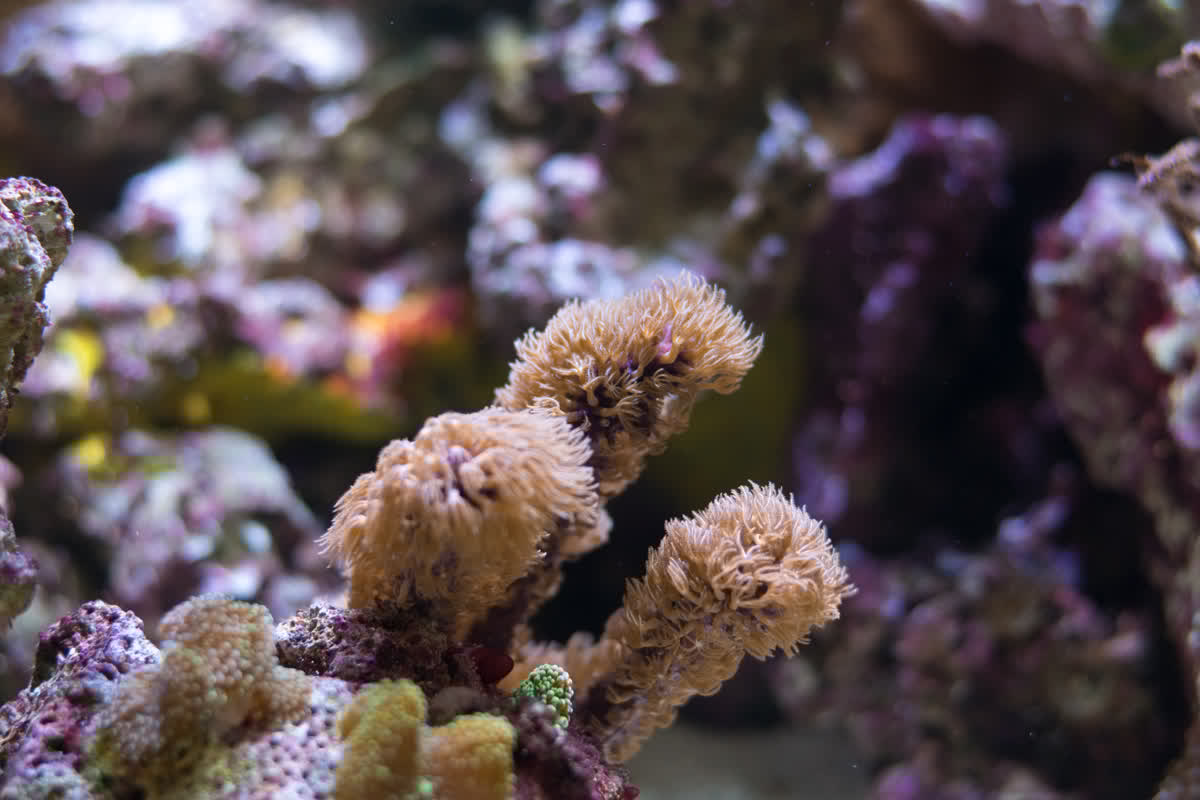 Corky sea fingers | Mote Marine Laboratory & Aquarium