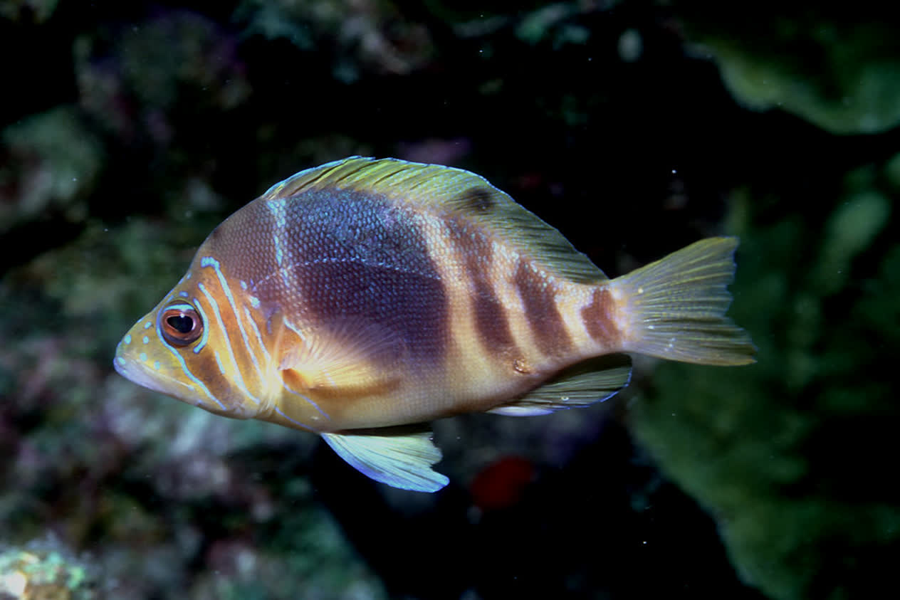 Species Archive | Mote Marine Laboratory & Aquarium