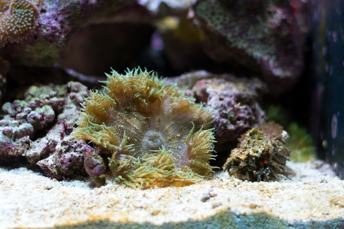 Red beaded anemone | Mote Marine Laboratory & Aquarium