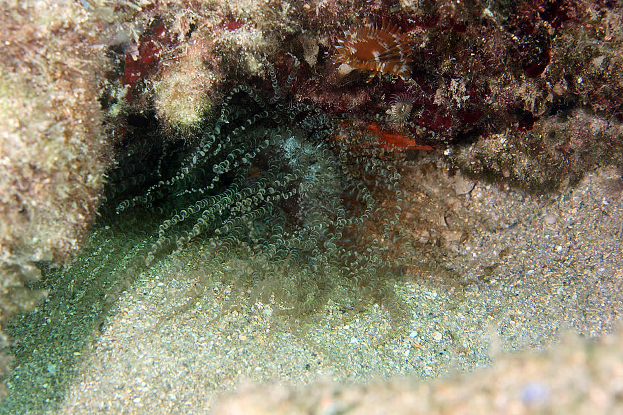 Ringed anemone | Mote Marine Laboratory & Aquarium