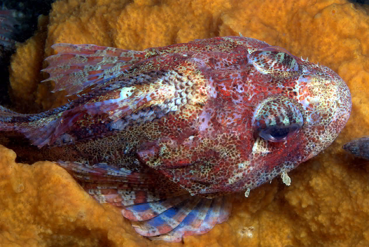 Red Irish lord | Mote Marine Laboratory & Aquarium